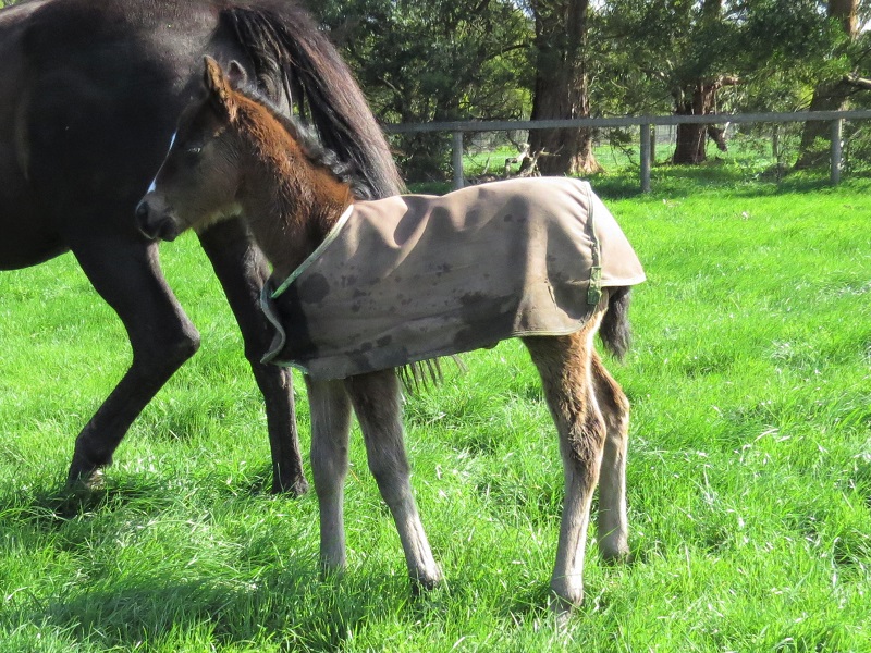 2019 foal gallery
